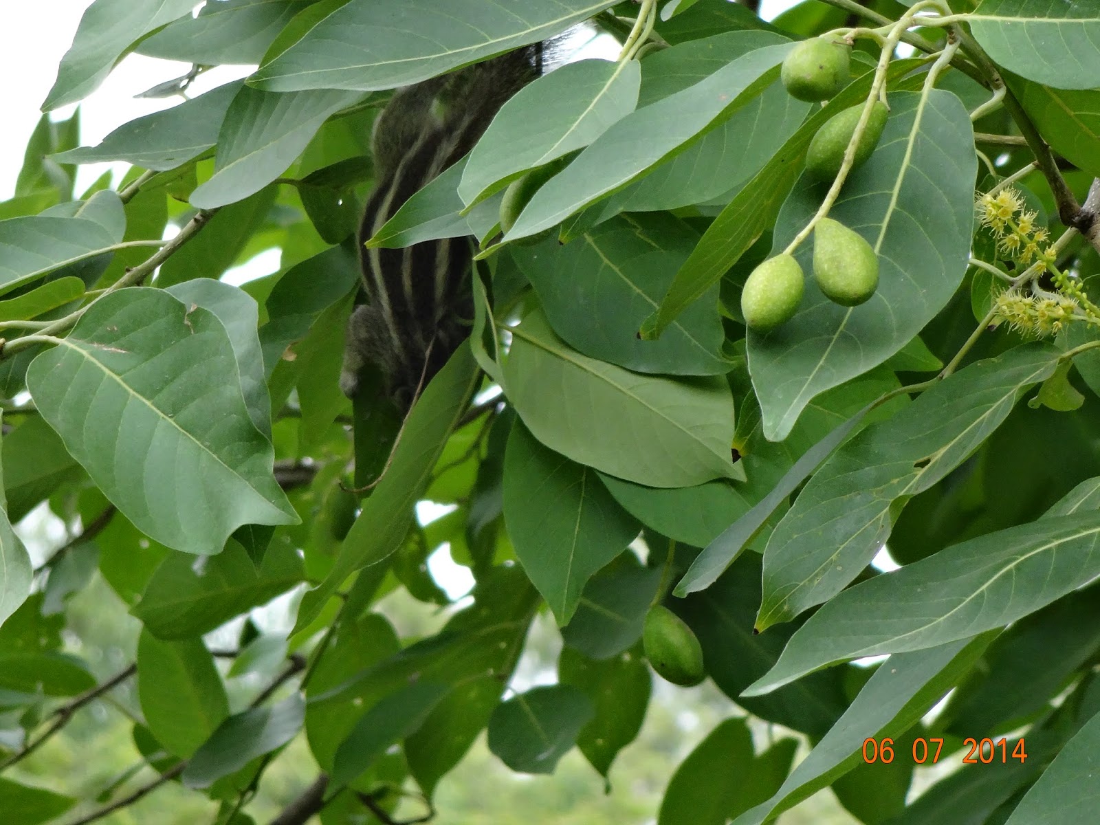 Plants of Lahore - Pakistan: Terminalia chebula- Hareer Tree