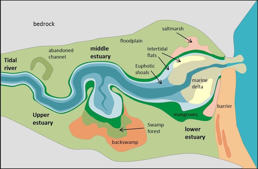 Entre dos aguas: la fauna de los estuarios