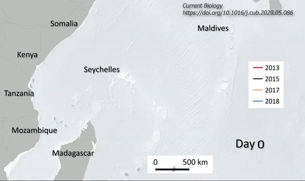 GeoGarage blog: Sea turtles' impressive navigation feats rely on ...