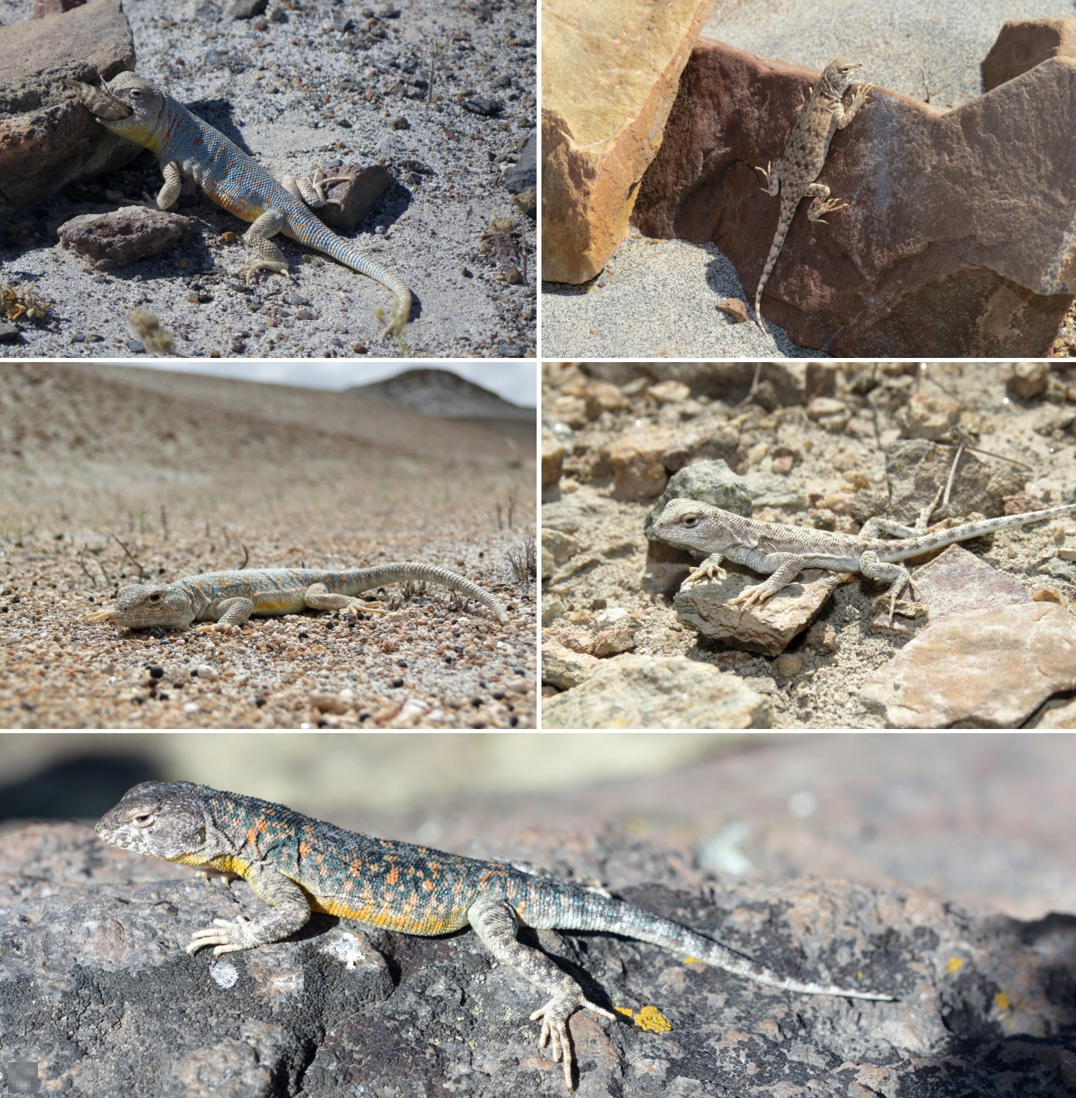 Species New to Science: [Herpetology • 2020] Liolaemus anqapuka • Some ...