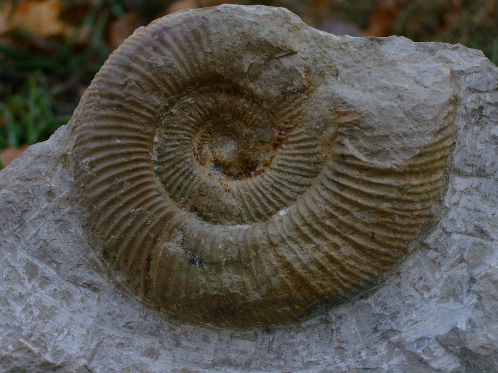 MUNDO PREHISTORICO: FOSILES