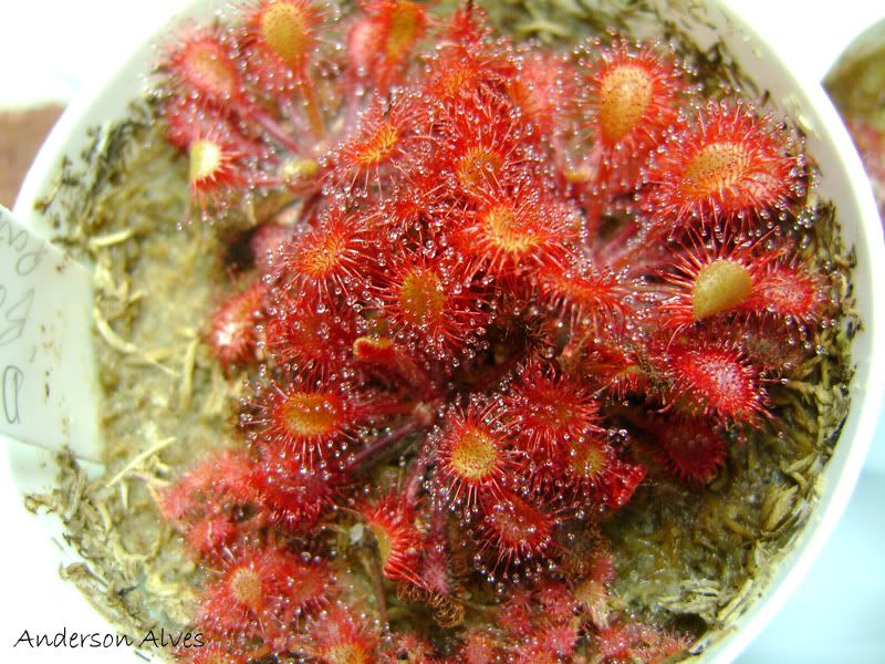 Droseras Brasileiras - Temperatura, Sol e Clima - Parte 2
