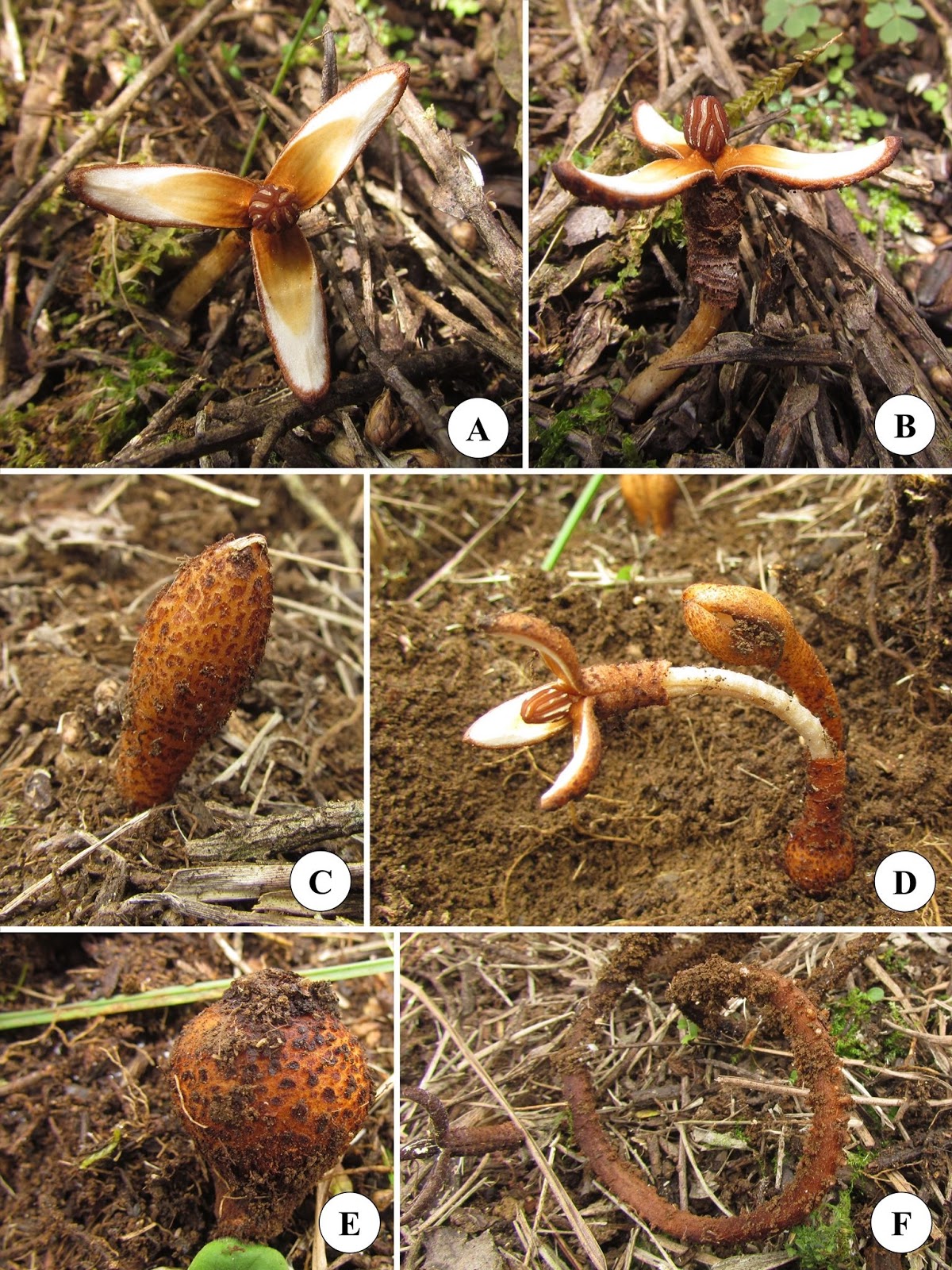 Species New to Science: [Botany • 2019] Prosopanche demogorgoni ...