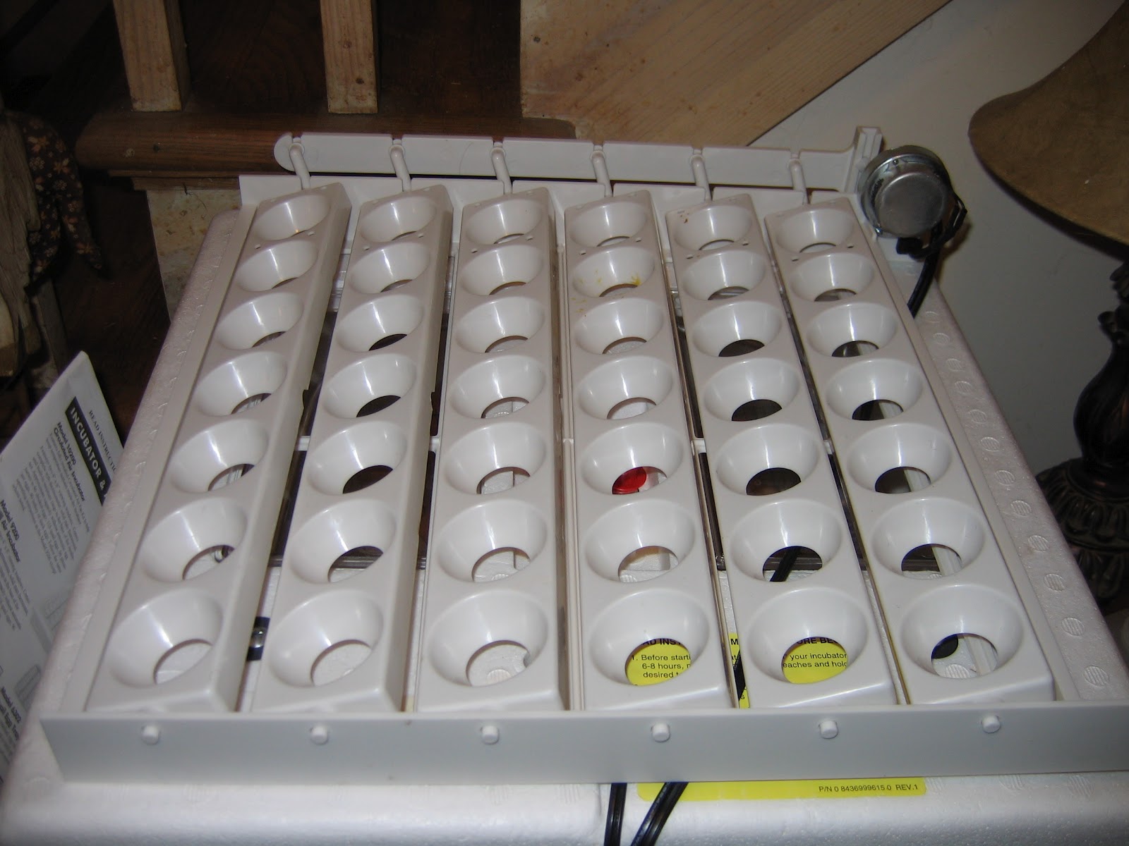 Coon Hollow Farm: Incubating baby chicks, one week and counting!