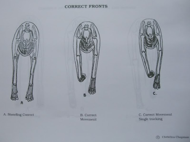 About the German Shepherd Dog: German Shepherd Dog KC Breed Standard