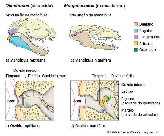 Mundo Pré-Histórico: Sinápsidos (Synapsida)