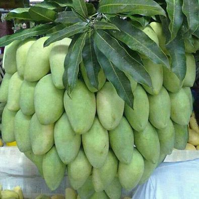 Tips Tanaman Berbuah Di Luar Musim - Semua Tentang Tanaman dan Tabulampot