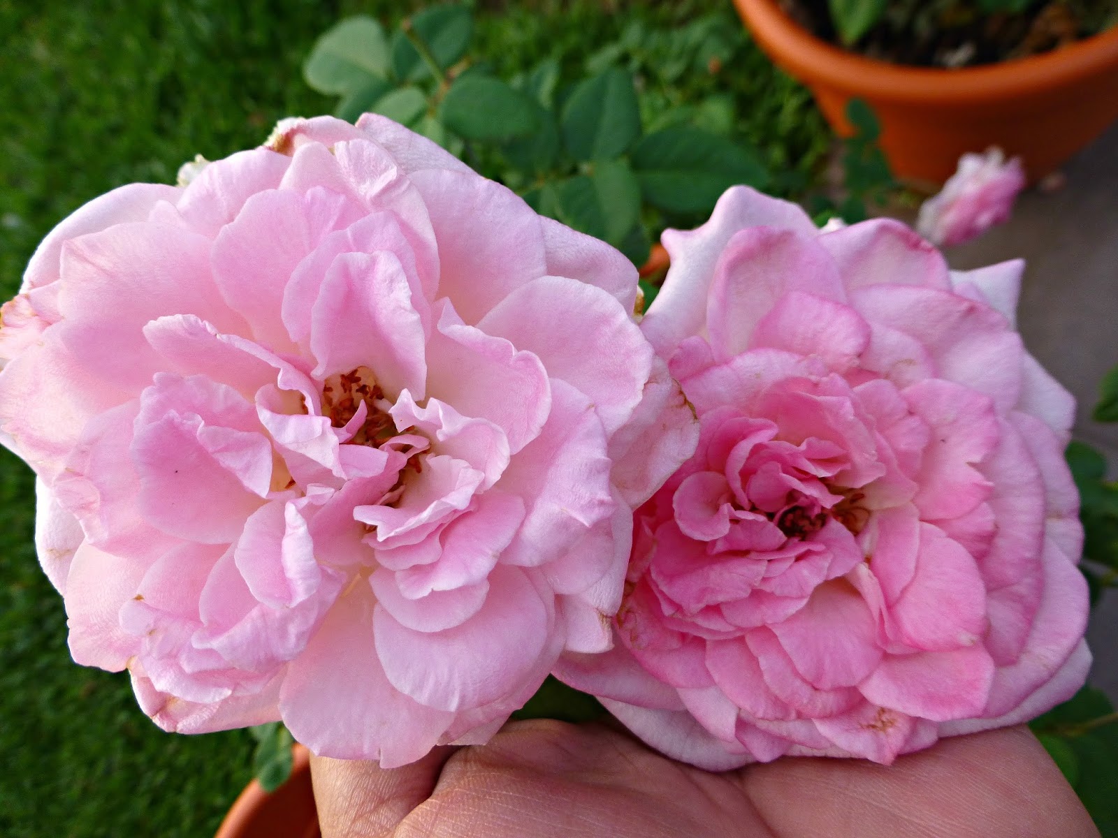 RESEPI NENNIE KHUZAIFAH: Bunga-bunga ros di Taman Ros Nannie