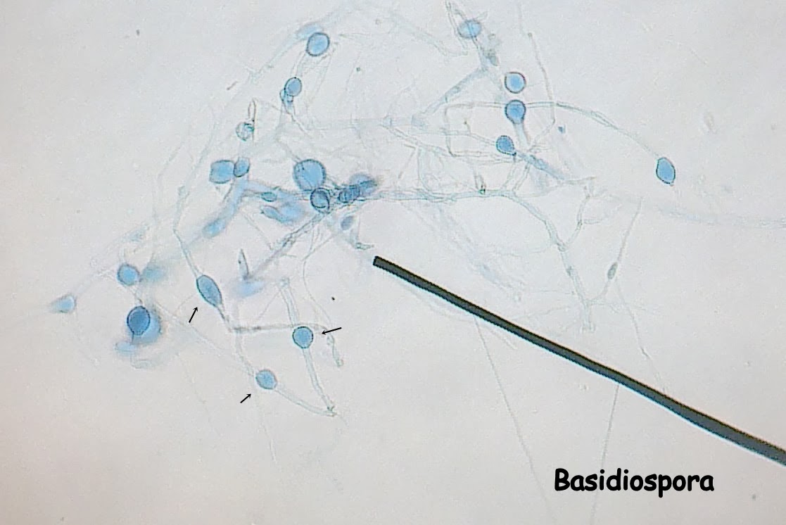Rizqi Murtafi'ah: Jamur Pada Tempe