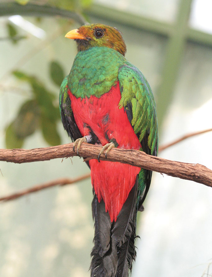 ANIMALS TIME : Quetzal (Gallery 4)