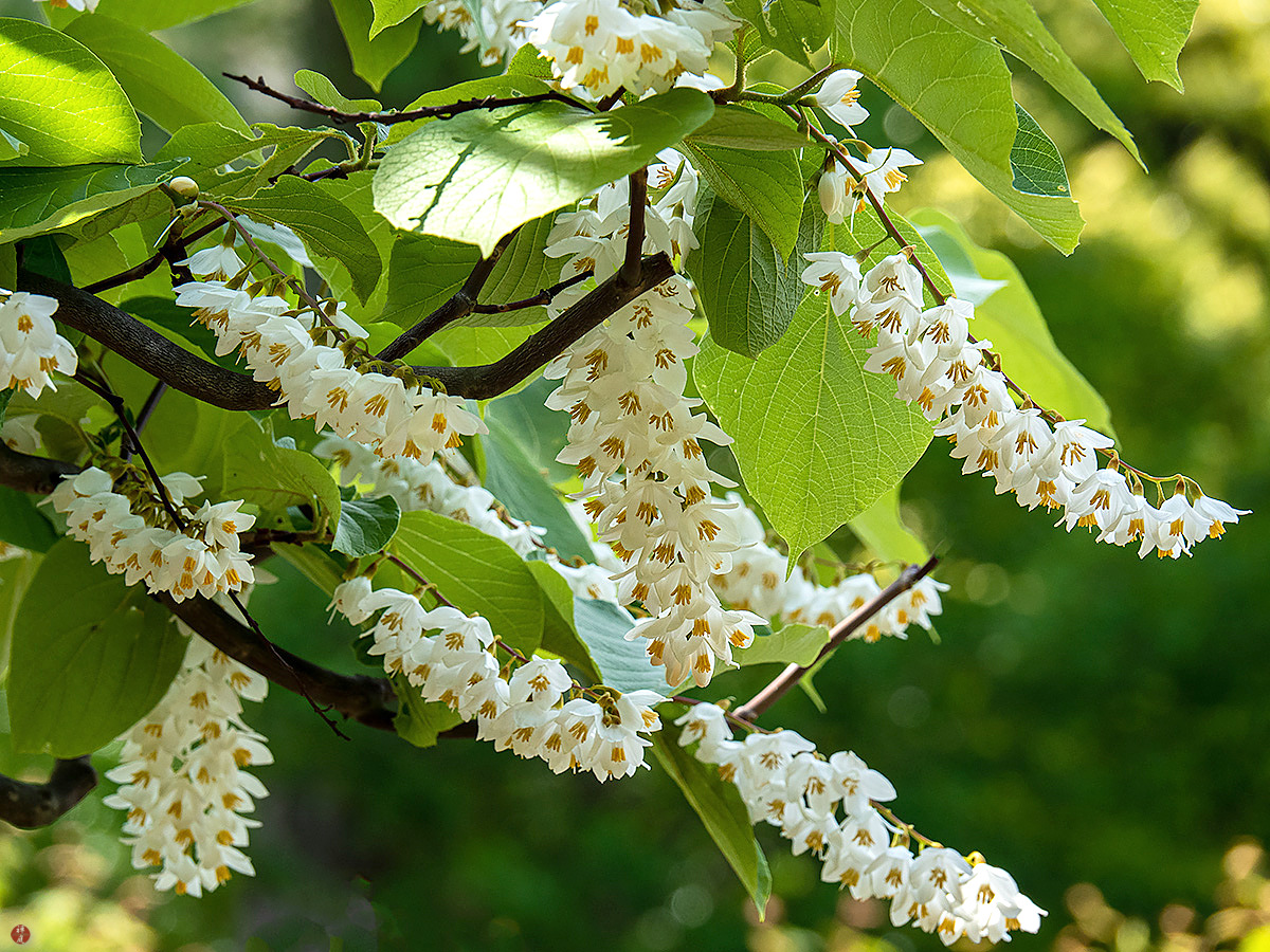 FROM THE GARDEN OF ZEN: Hakuunboku (Styrax obassia) flowers: Engaku-ji