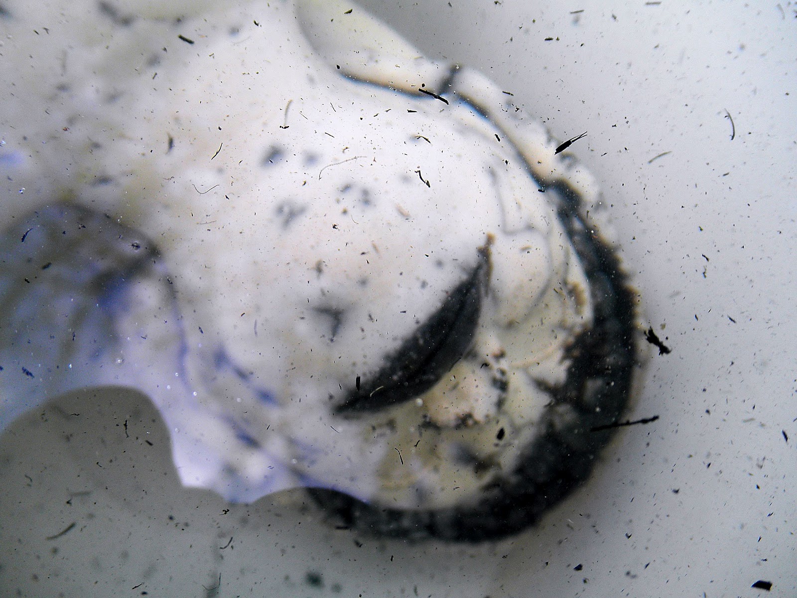 Wie Sieht Eine Wasserleiche Aus | Education Suisse