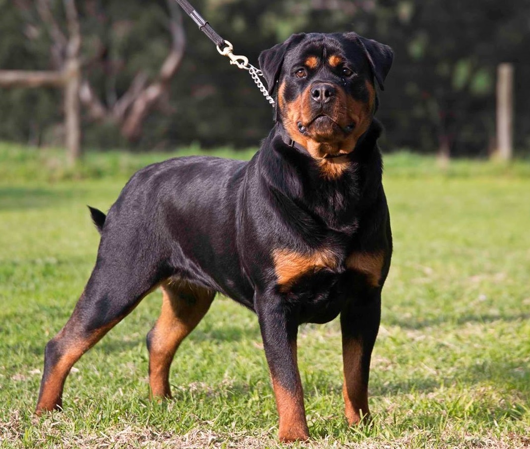 4 Muscular Dog Breeds to Safeguard Your House