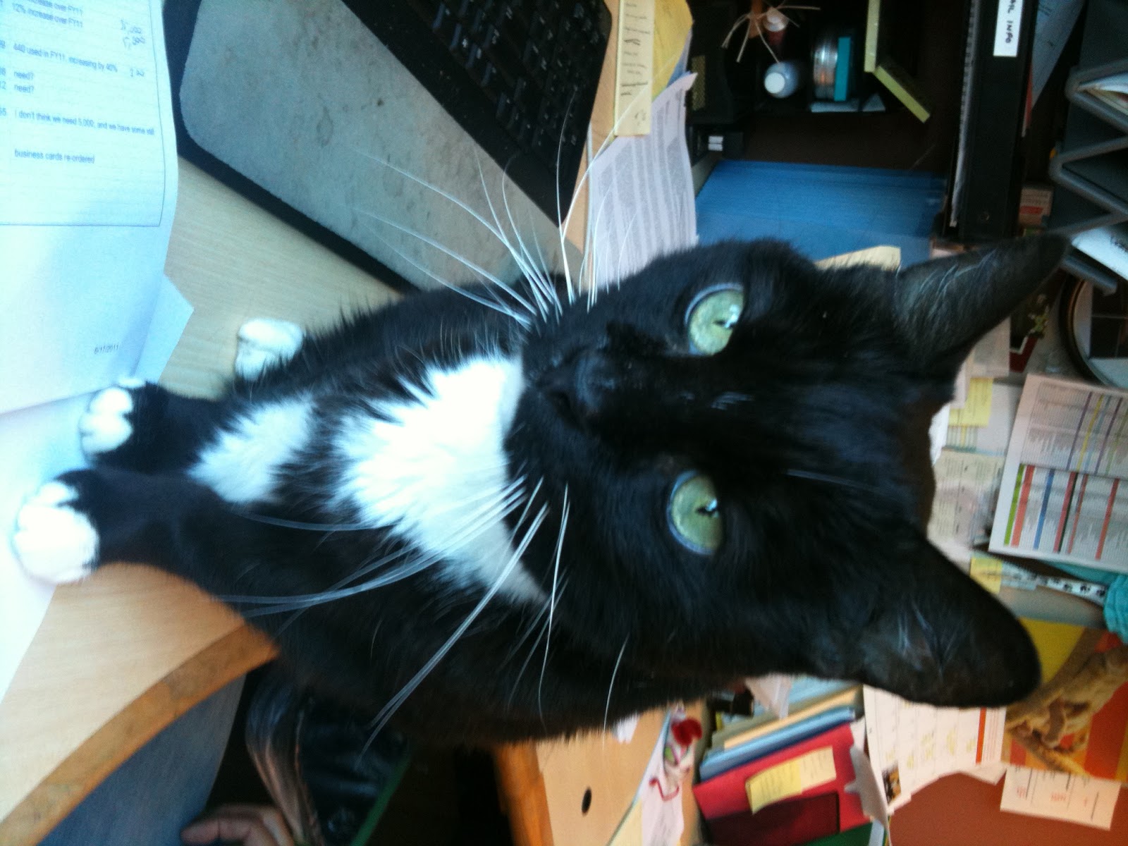 Humane Society Silicon Valley Blog: July 2011