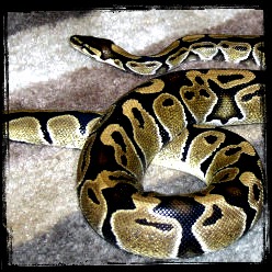 What's It Like To Be Bitten by a Snake? | Pawsitively Pets