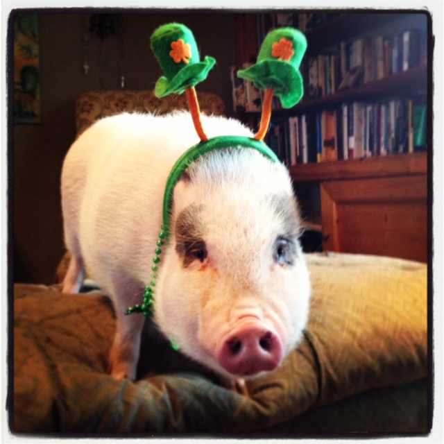 It's a Pig's Life: St. Patrick's Day