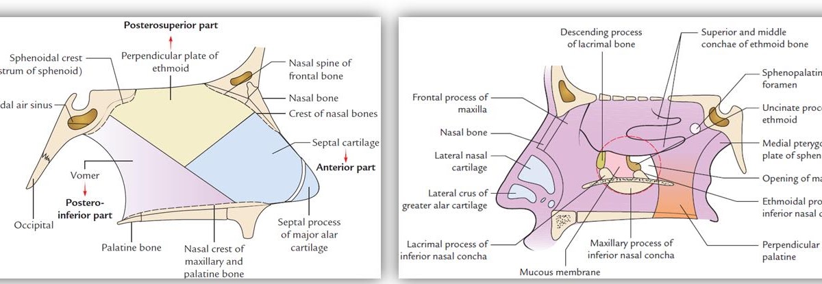 Nose and paranasal sinuses l human anatomy MCQs for dental students ...