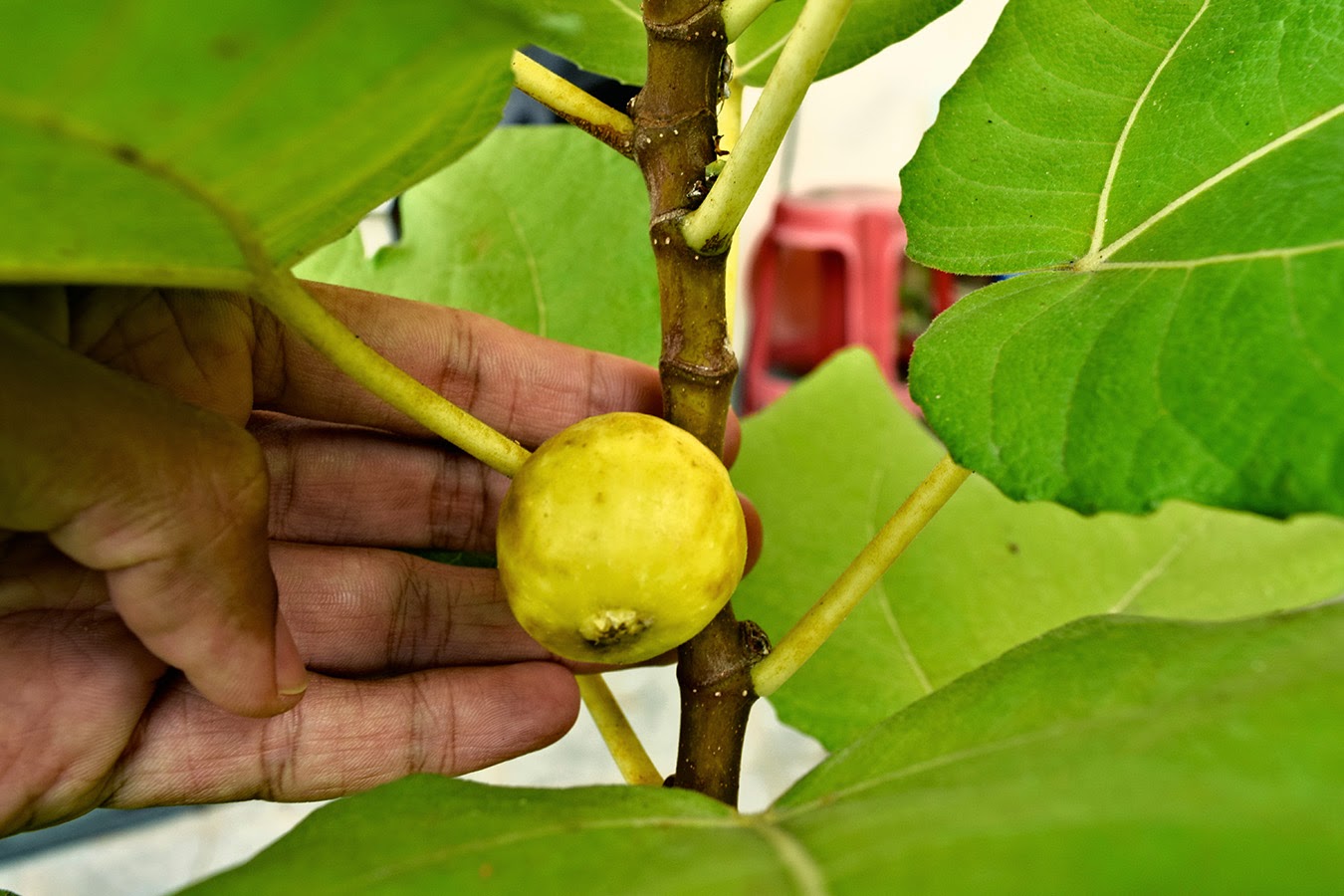 White sicilian fig - Half a pound of treacle