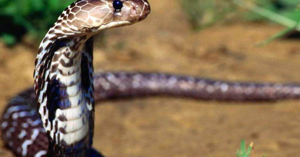 Jenis Ular Paling Beracun Di Dunia - SitusHewan.com