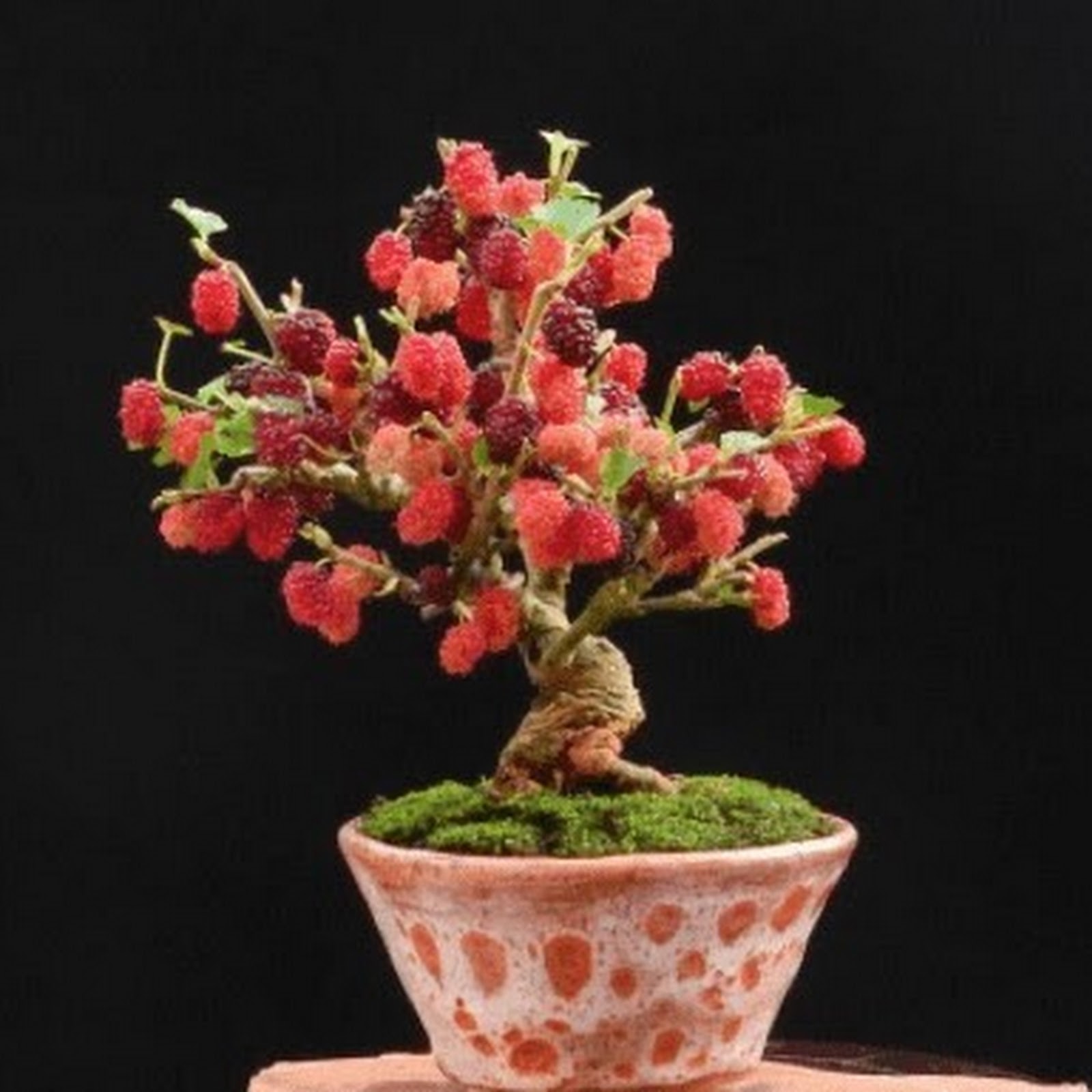 Blog Bonsai: Bonsai Pokok Jawi