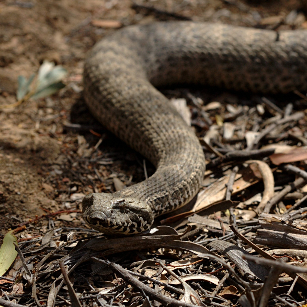 Real Monstrosities: Death Adder