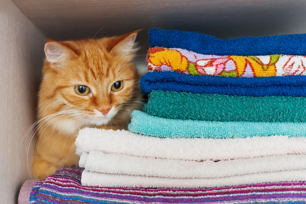Hiding Places For Your Cat Guide hiding-places-for-your-cat-guide