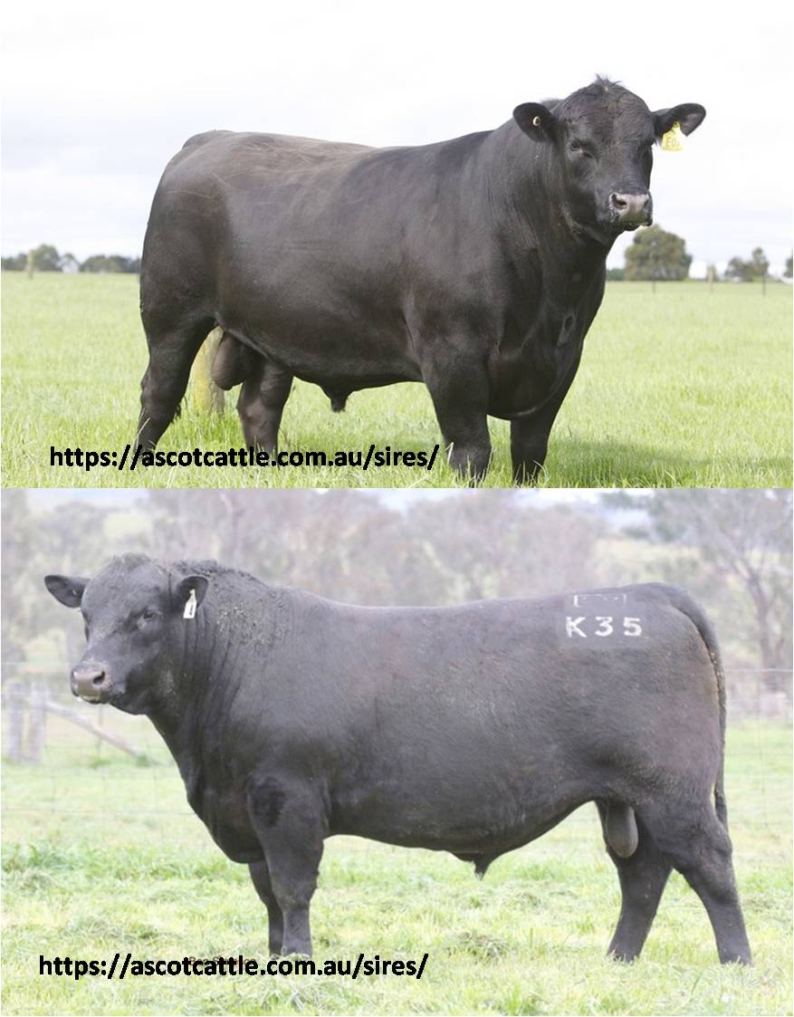 PEMILIHAN SAPI FEEDLOT