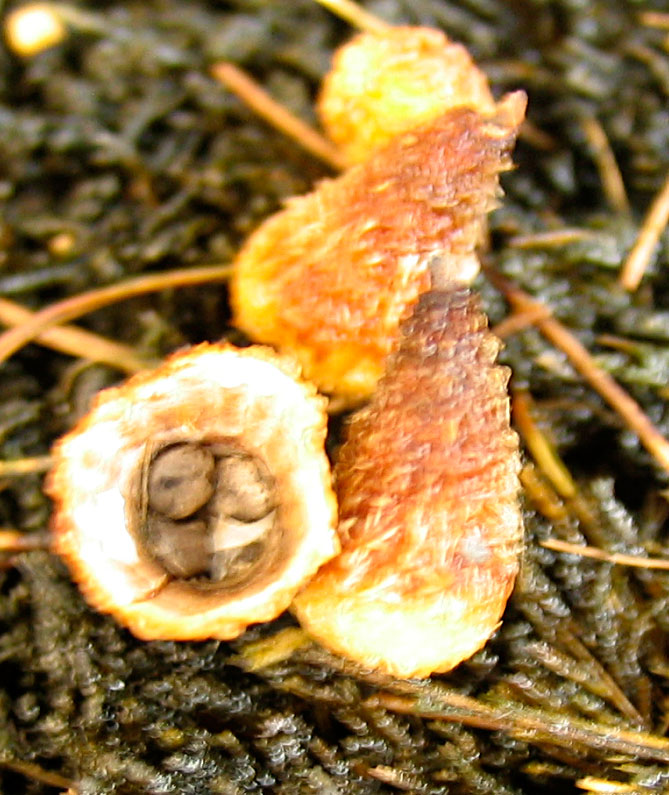 Louisville Fossils and Beyond: Fungi That Looks Like a Horn Coral