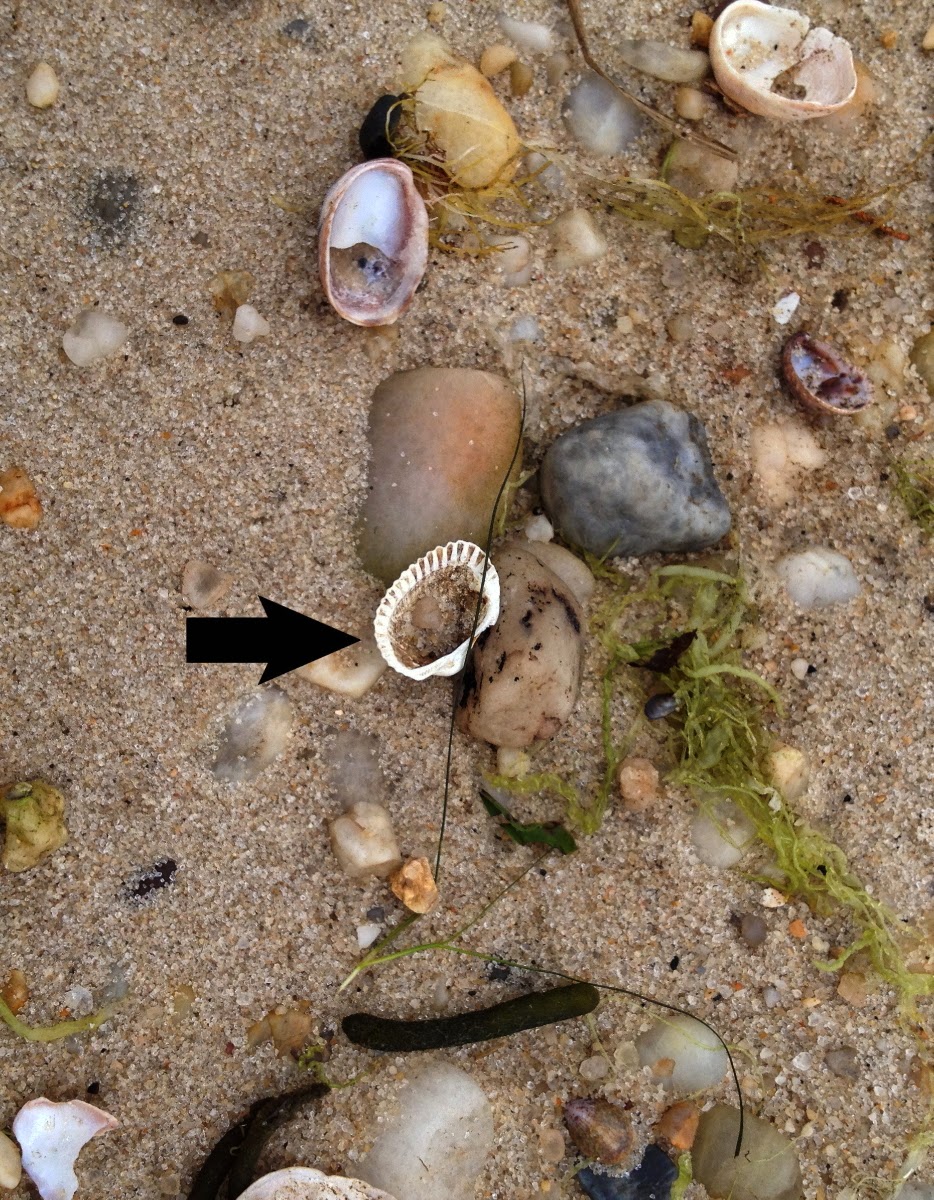 Fossils and Other Living Things: Ark Shells, Wrack Lines, and ...