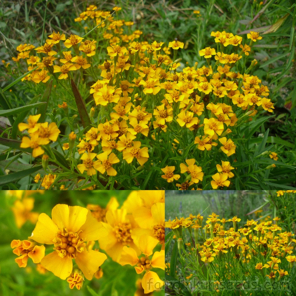 Seminte si plante de gradina hobby: Tarhon Mexican-Tagetes Lucida