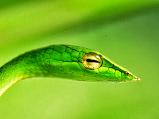 Amazing World & Fun: Vine Snake