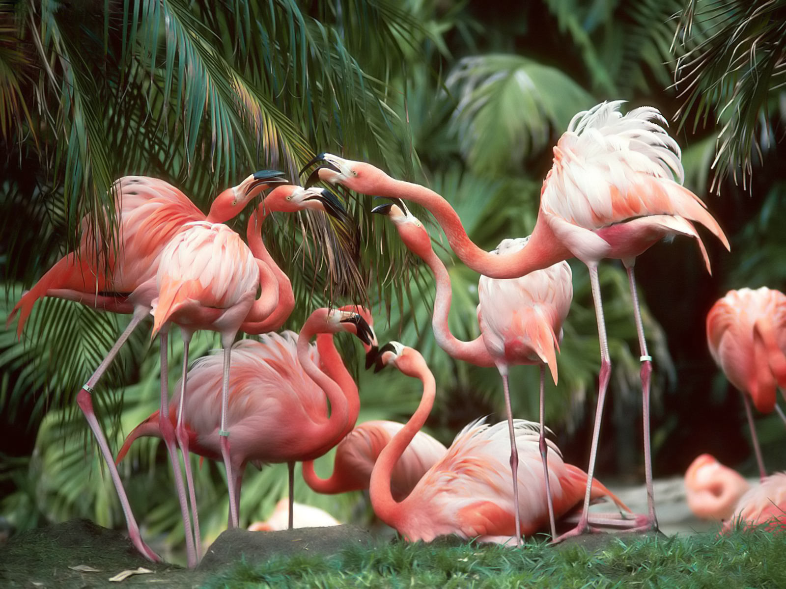 Papéis na Escrivaninha: Flamingos