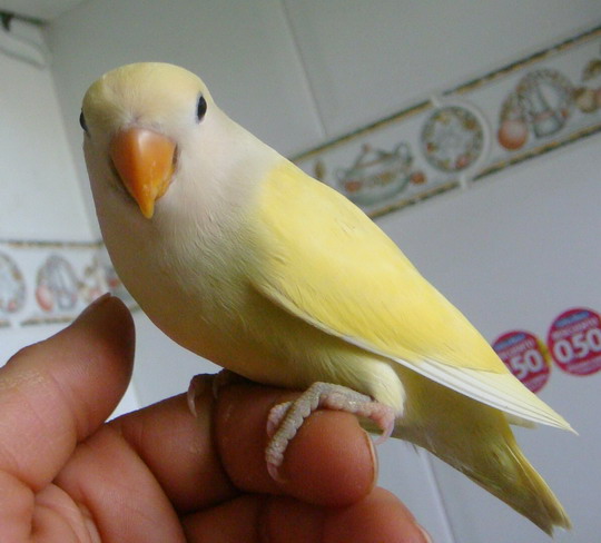 Fotos De Agapornis Papilleros