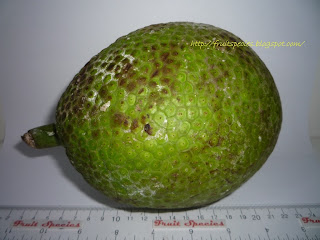 Fruit Species: BREADFRUIT