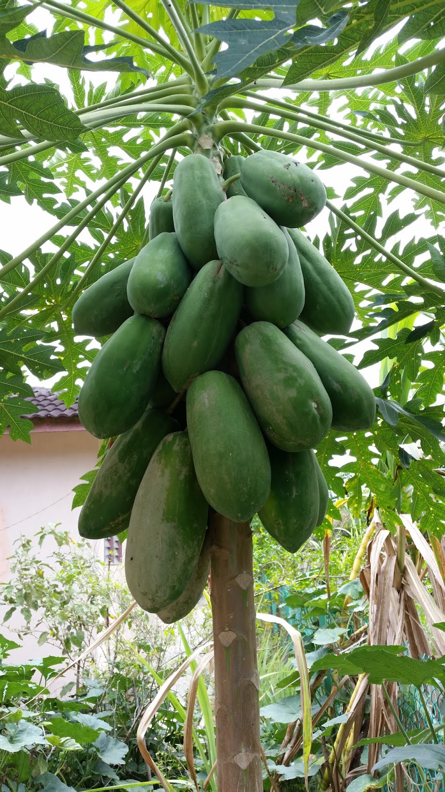 Warisan Petani: Tanaman Betik