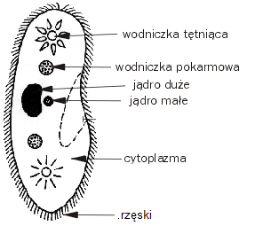 Biologia w gimnazjum: 2016