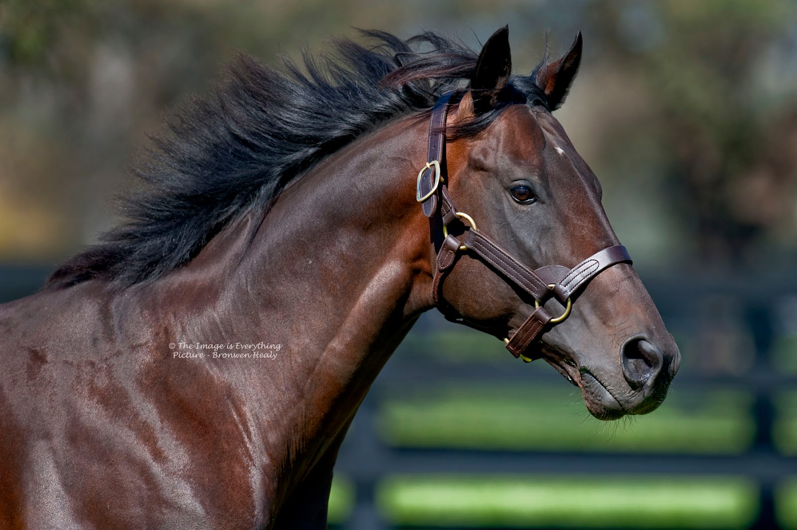 In love with The Pharoah