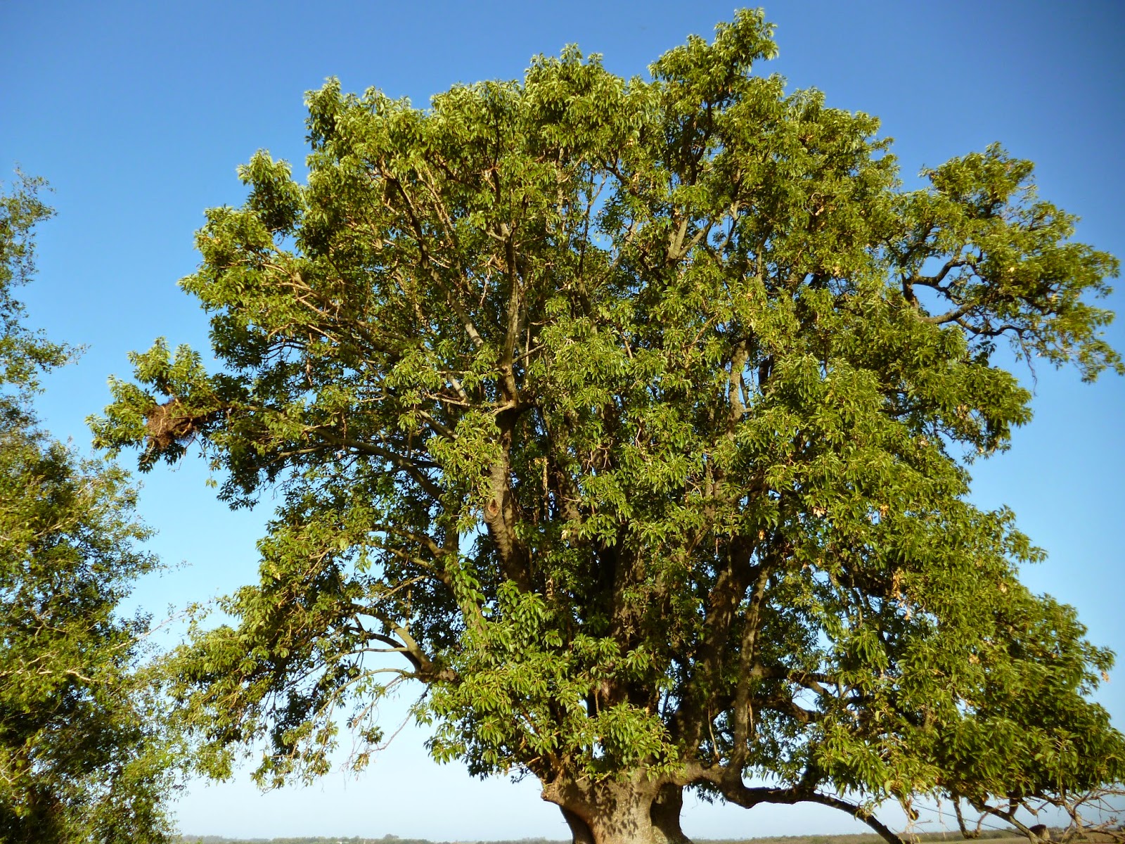 Fotografias Tu Confidente: Árbol Autóctono Ombú