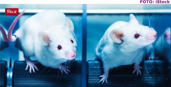 Innaldo Sardinha: EDIÇÃO GENÉTICA EM DNA DE RATOS INDICA CAMINHO PARA ...