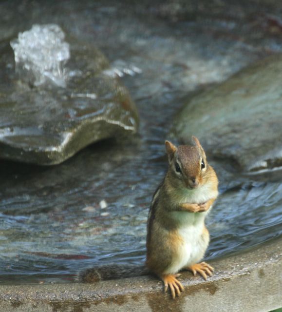 Julie Zickefoose on Blogspot: Angry Chipmunks