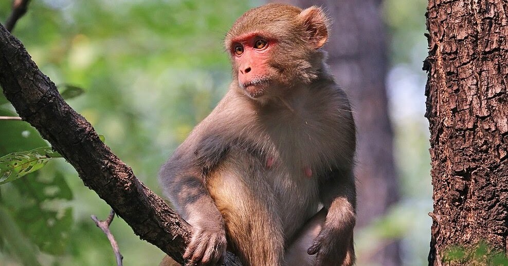 Alone in the Labyrinth: SOME SIMIANS