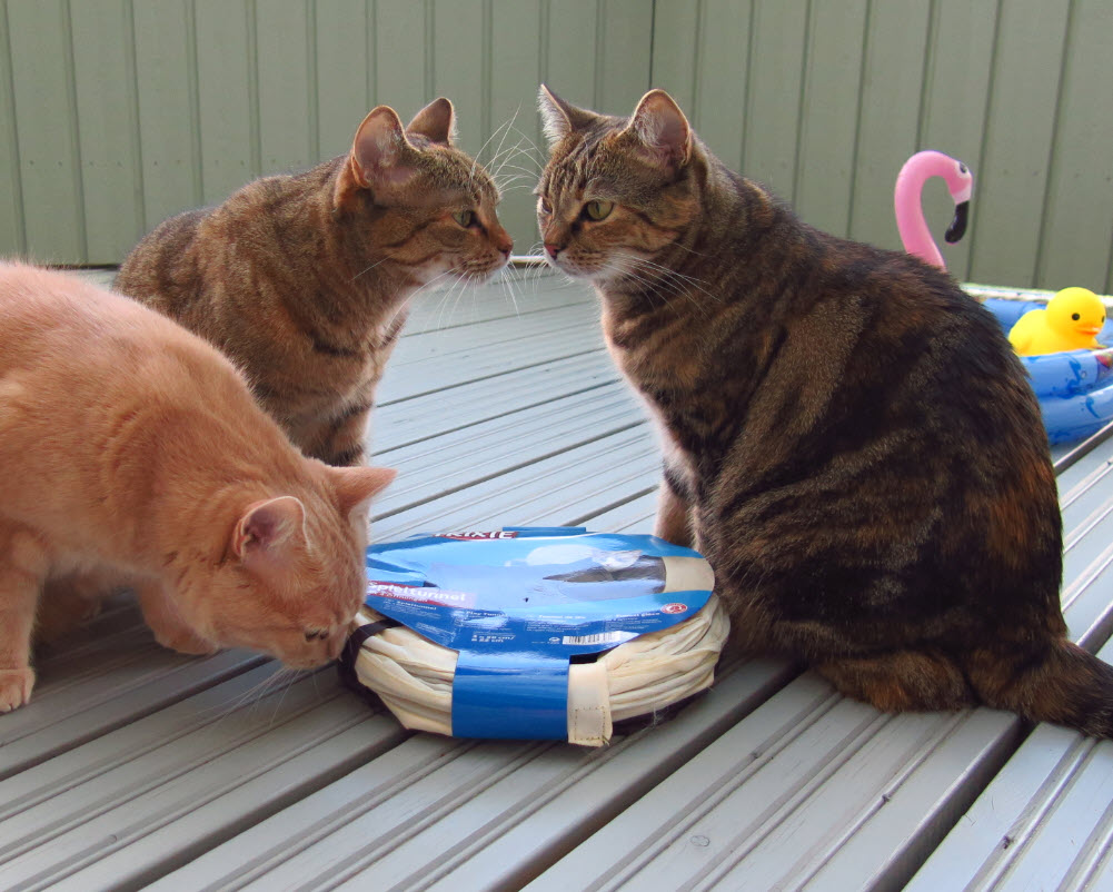 Kiskatit: Lasten lelu