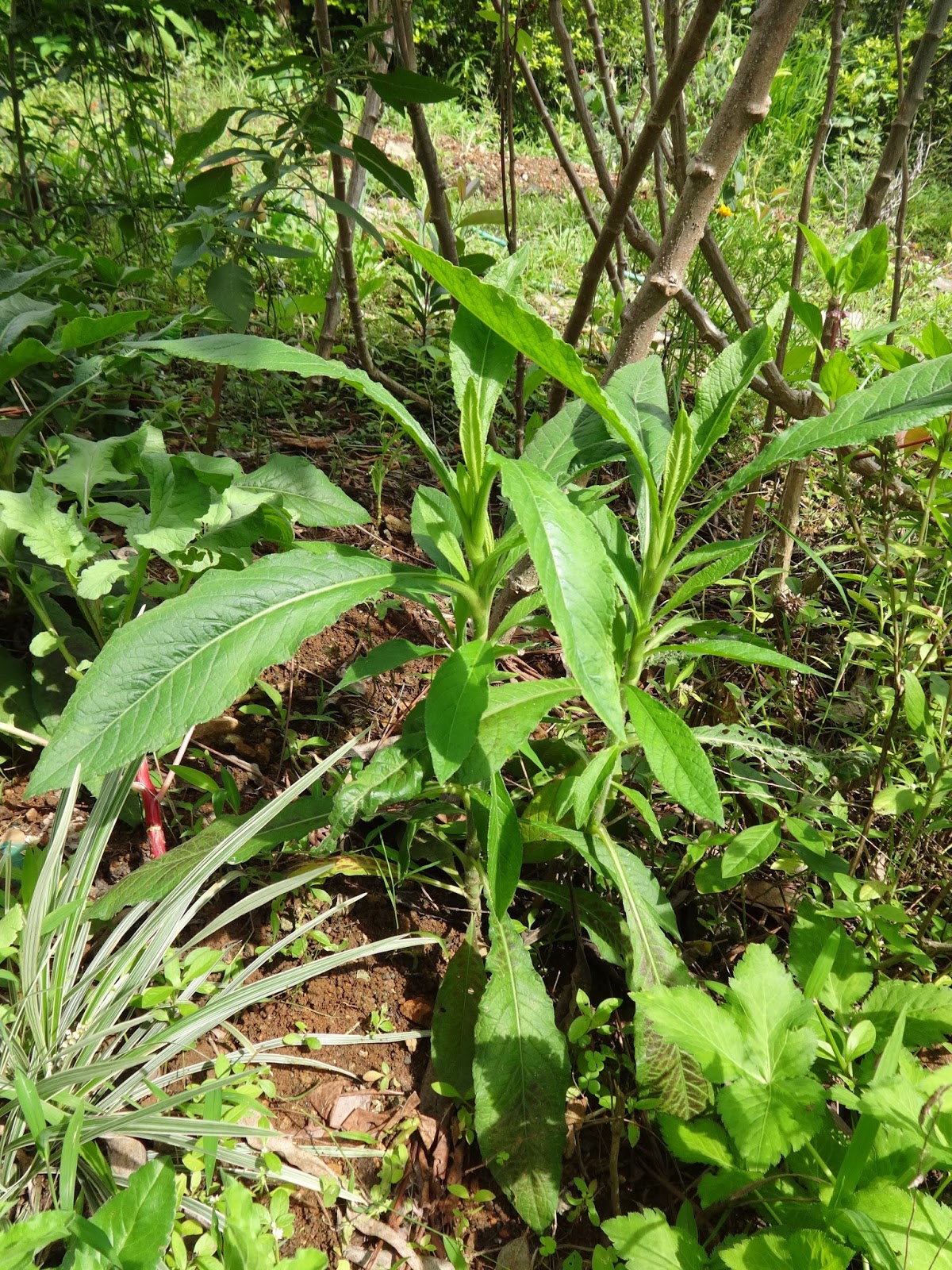 Herbs from Distant Lands: Elephantopus scaber, Elephantopus mollis ...