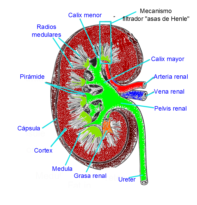 Ciencias de Joseleg: Anatomía del riñón humano, la médula