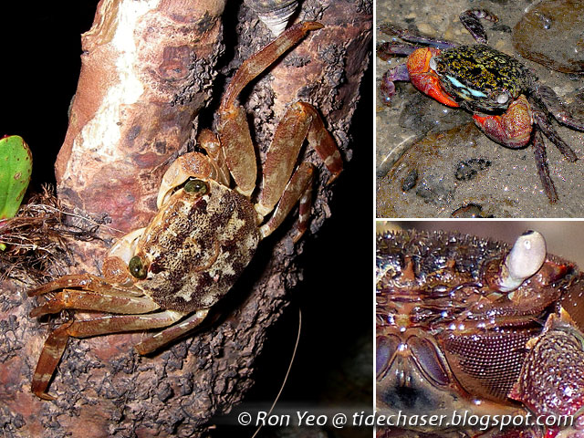 tHE tiDE cHAsER: Sesarmid Crabs (Phylum Arthropoda: Family Sesarmidae ...