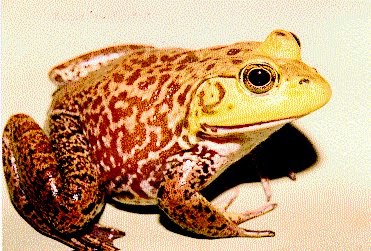 Entre cuentos, porros y fandangos: UN BATRACIO EJECUTIVO