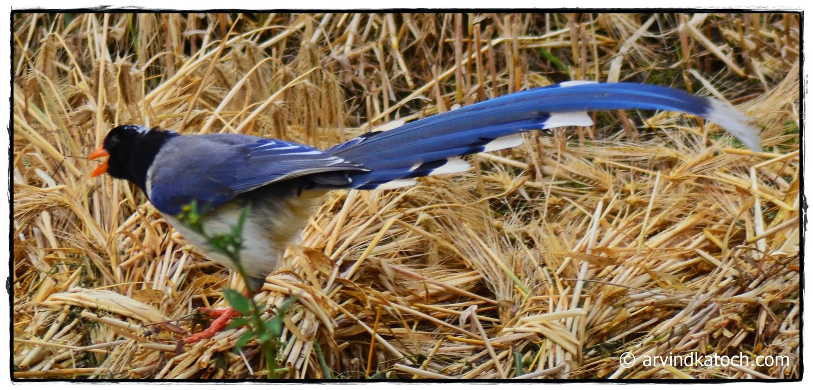 Red-billed Magpie (Urocissa erythrorhyncha) Pictures and Detail