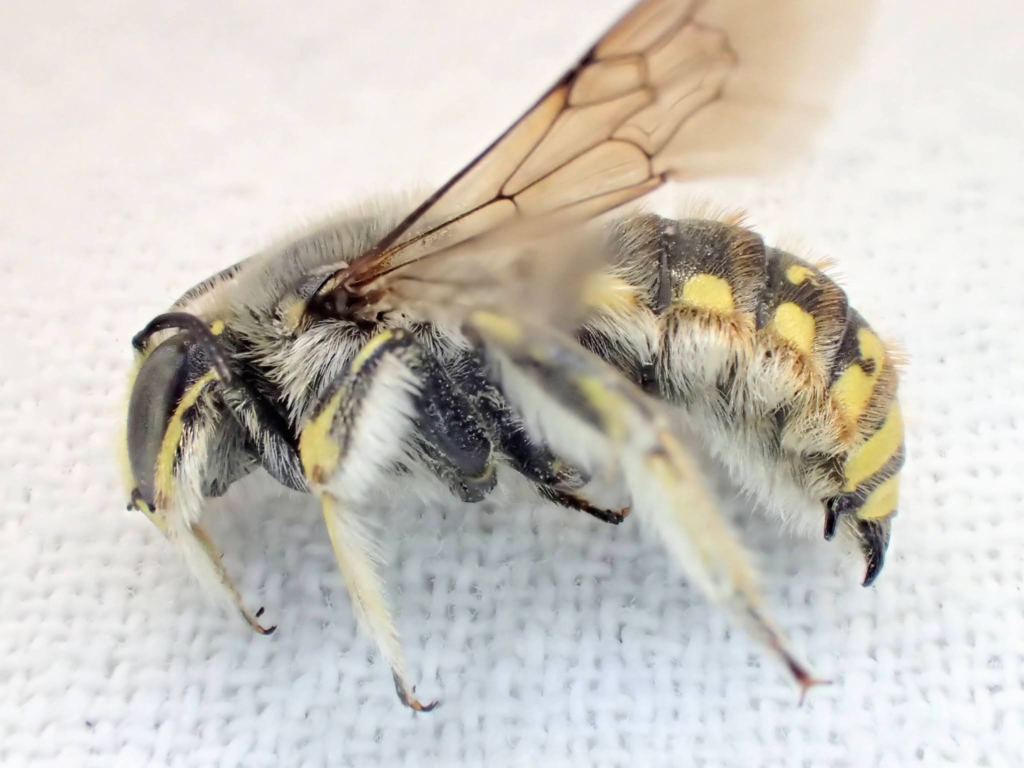 Springfield Plateau: Bee Bully