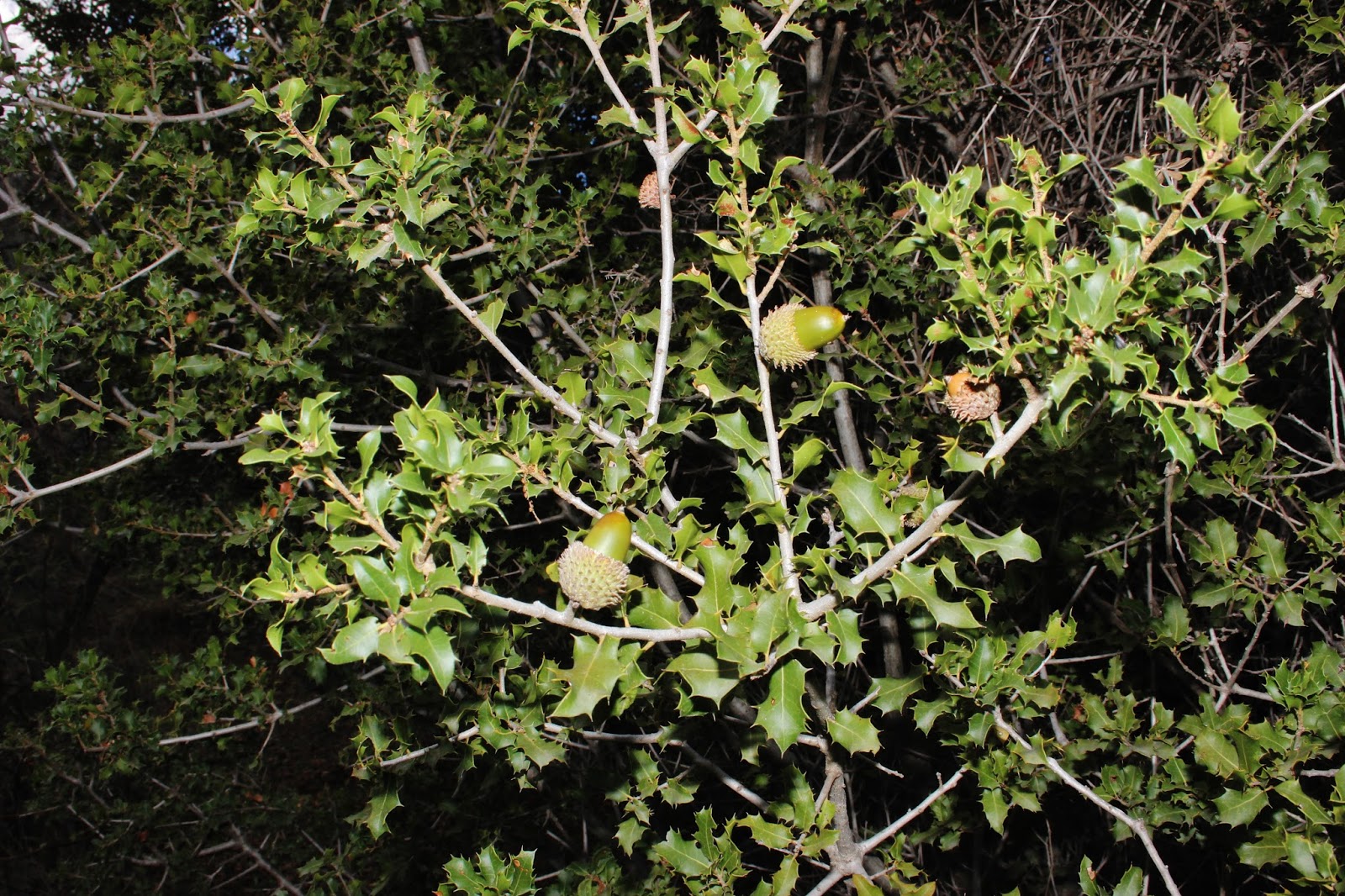 Biodiversity of Cyprus by NGO Protection of the Natural Heritage and ...