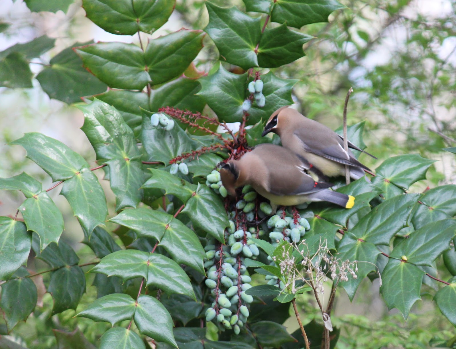 Cedar Wax Wings Living With Thanksgiving